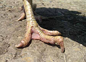 Poultry Feed and Health Guide - Backyard Poultry